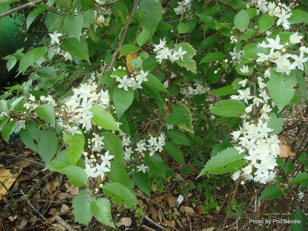 Buy Hoheria populnea (New Zealand Lacebark) Online NZ