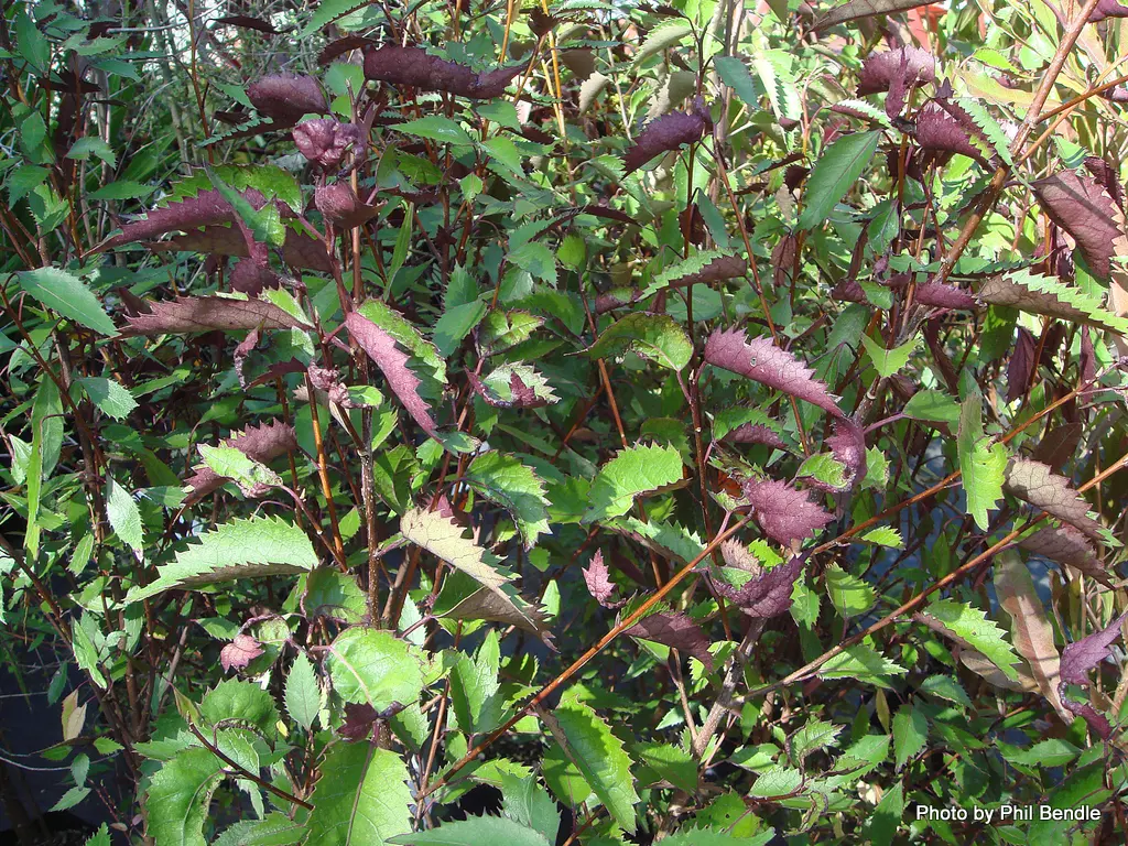 Buy Hoheria populnea 'Purple Wave' (Purple Lacebark) NZ
