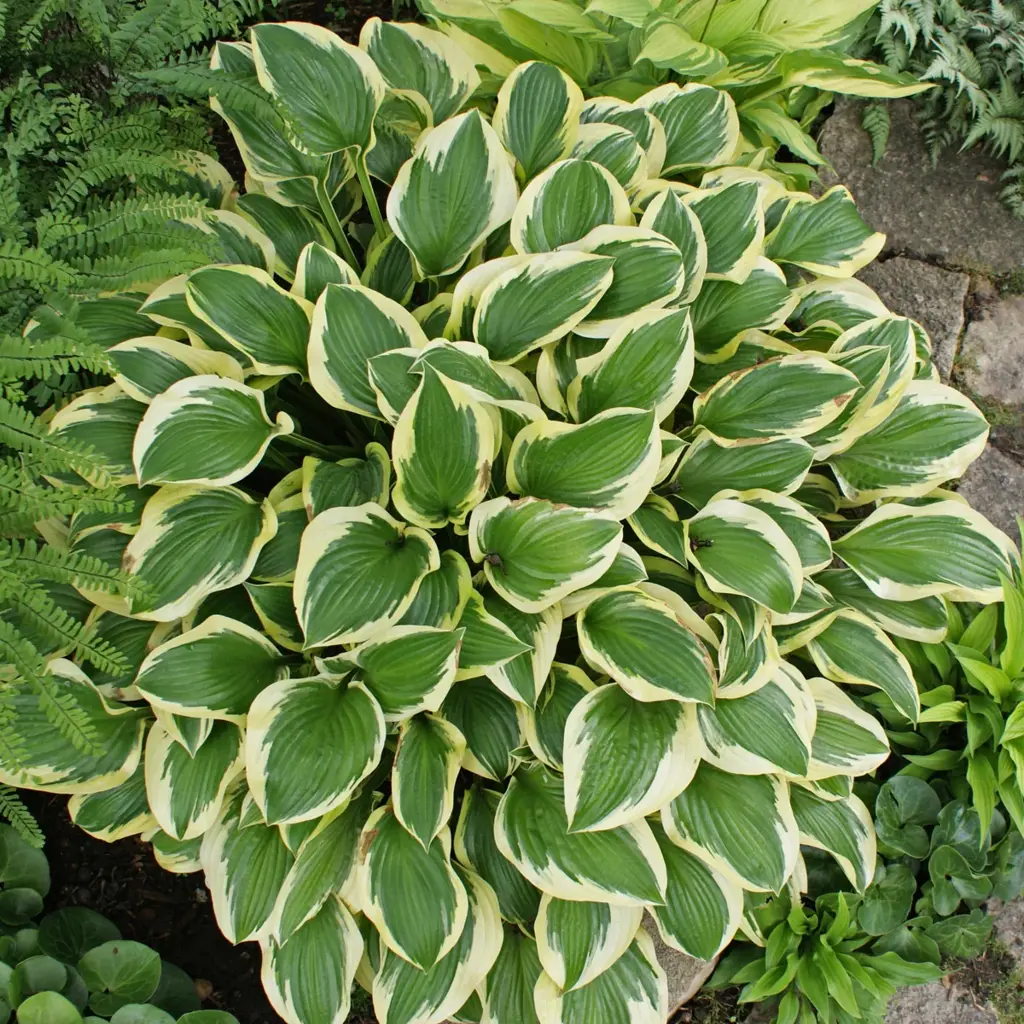 Buy Hosta Queen Josephine Plants | Free Shipping Over $150