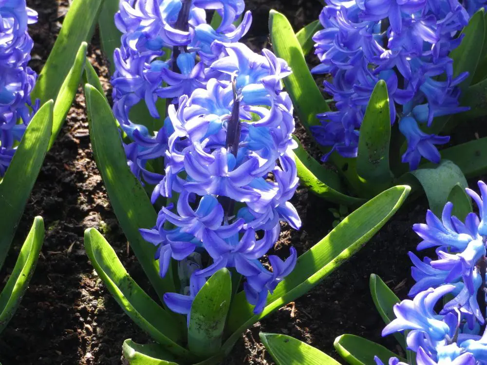 Buy Hyacinth Aqua Plants | Free Shipping Over $150