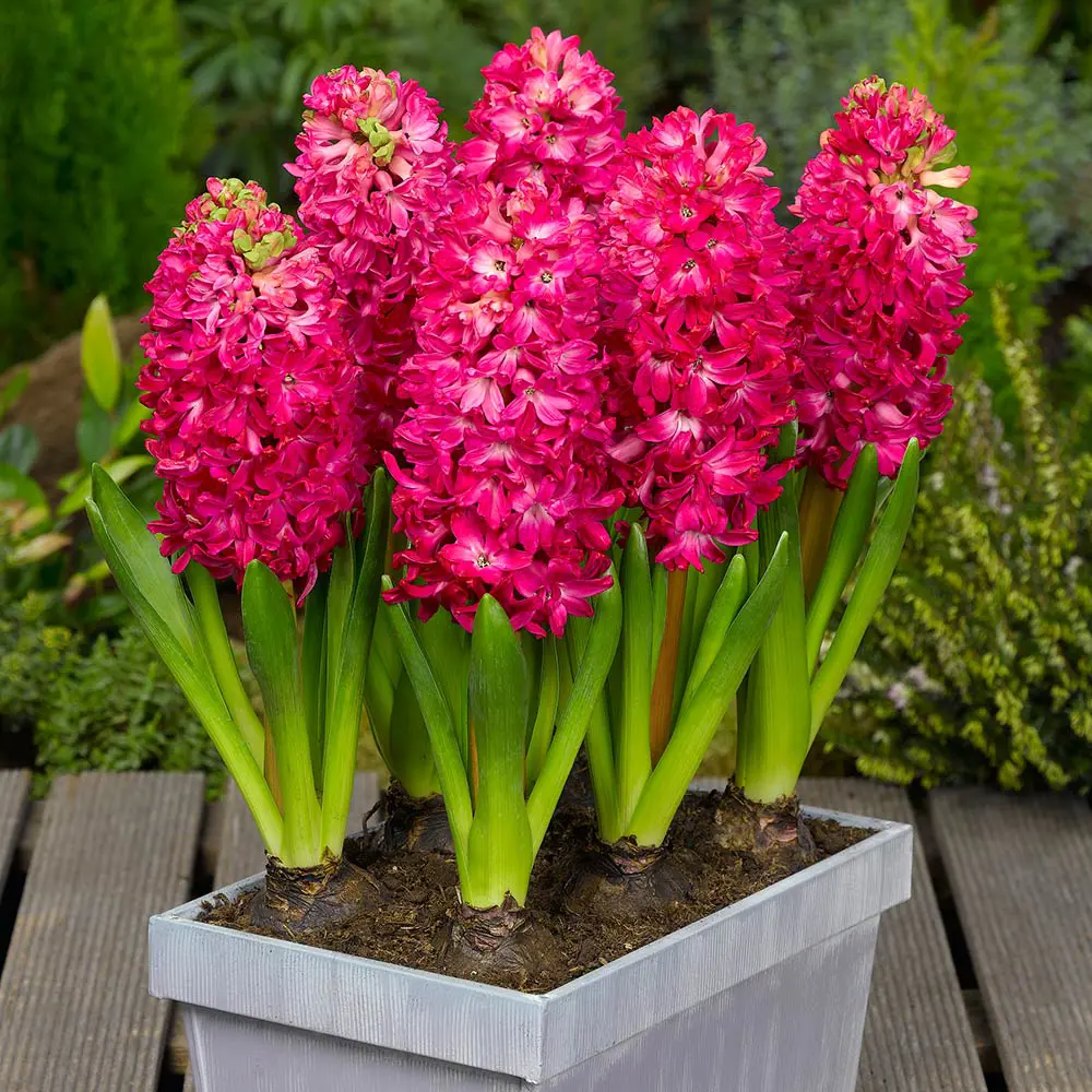 Buy Hyacinth Jan Bos Plants | Free Shipping Over $150