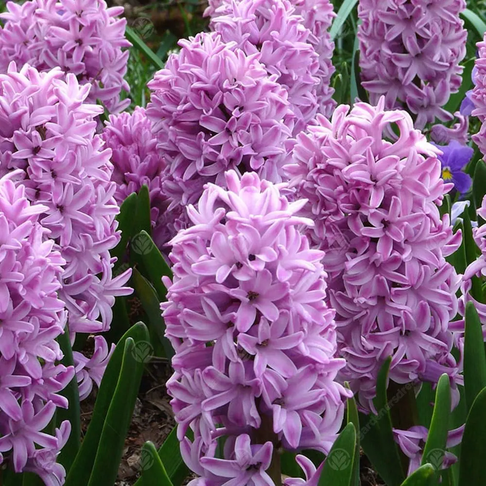 Buy Hyacinth Splendid Cornelia Plants | Free Shipping Over $150