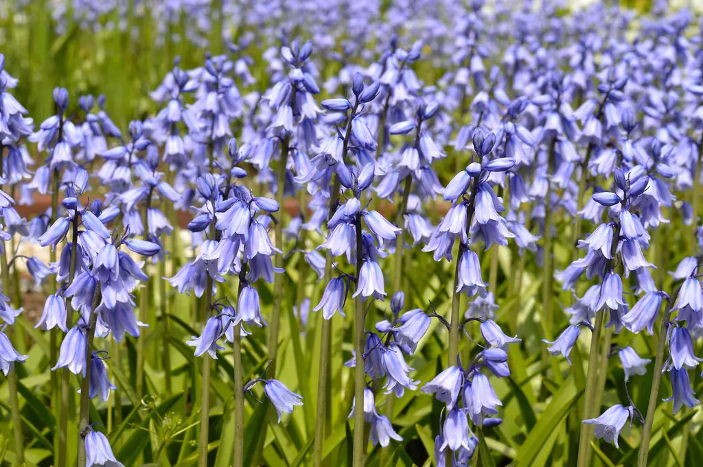 Buy Hyacinthoides Bluebells Blue Plants | Free Shipping Over $150