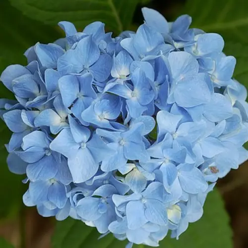 Buy Hydrangea Blue Prince Plants | Free Shipping Over $150