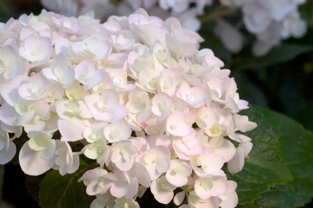 Buy Hydrangea 'Blushing Bride' Online | Free Shipping NZ