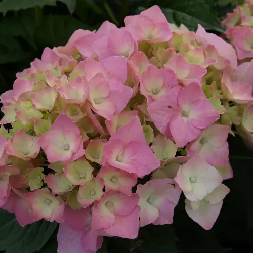 Buy Hydrangea Brilliant Plants | Free Shipping Over $150