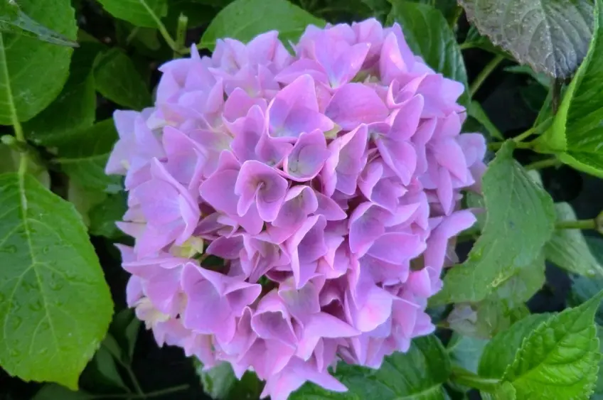 Buy Hydrangea Colonel Durham Plants | Free Shipping Over $150