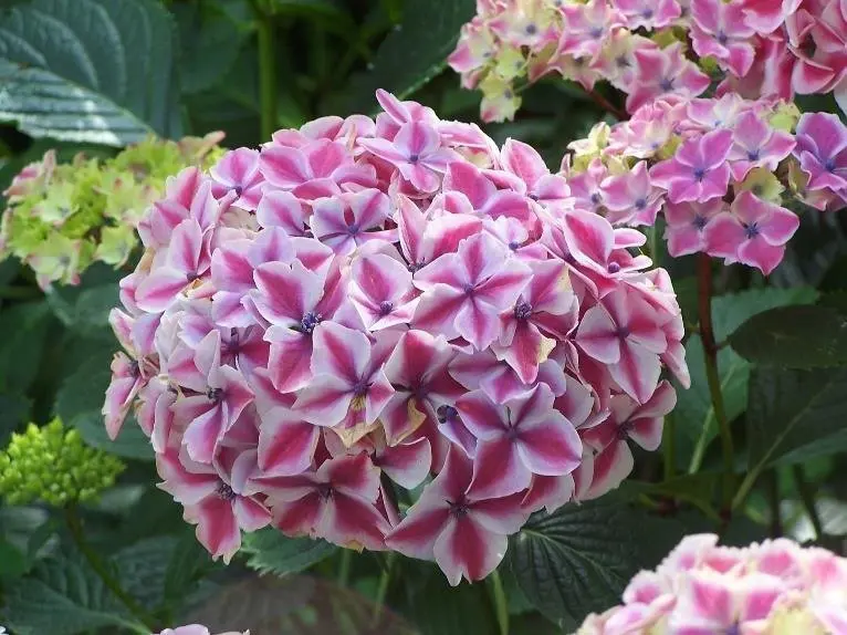Buy Hydrangea 'Harlequin' Online | Free Shipping NZ Wide