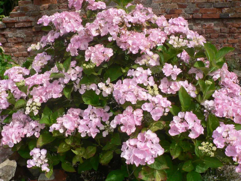 Buy Hydrangea 'Hobella' Plants | Free Shipping Over $150