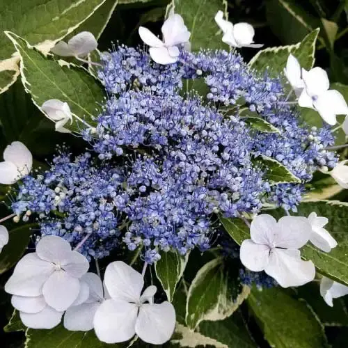 Hydrangea maculata variegated | Free Shipping NZ Wide