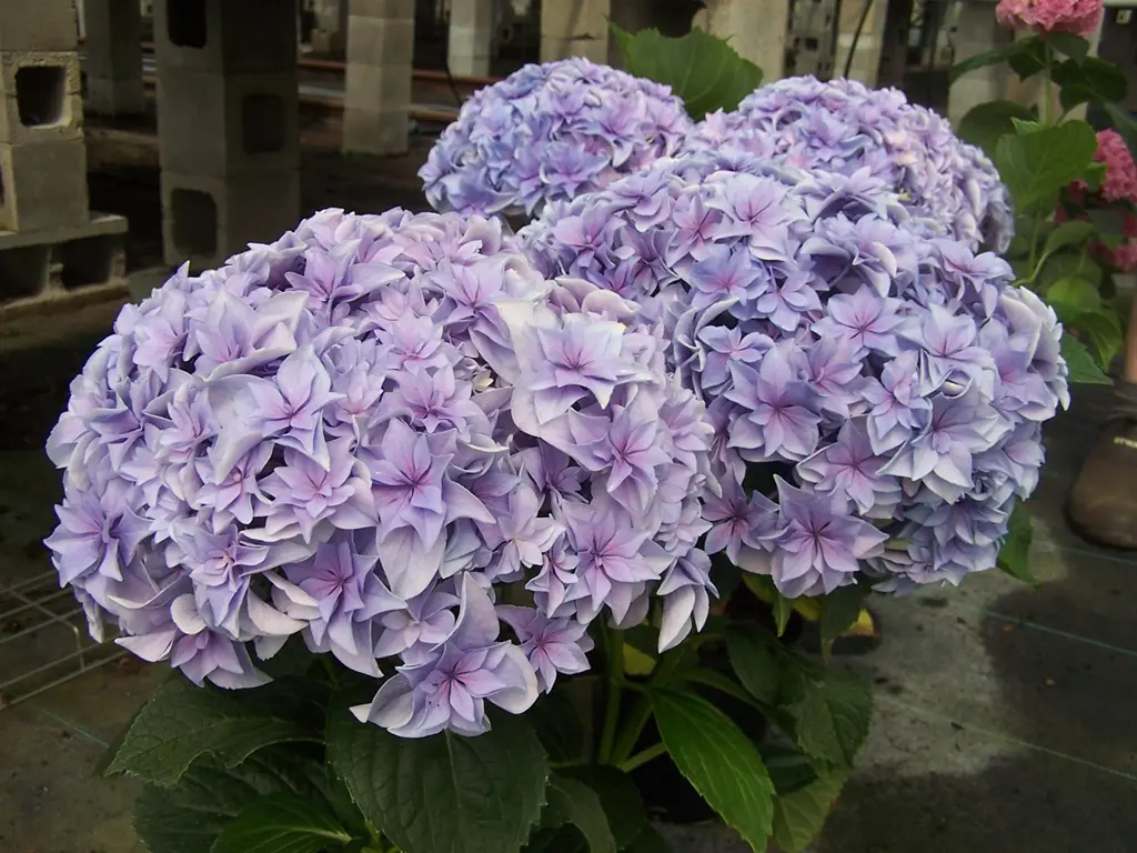Hydrangea Perfection Online | Free Shipping NZ Wide