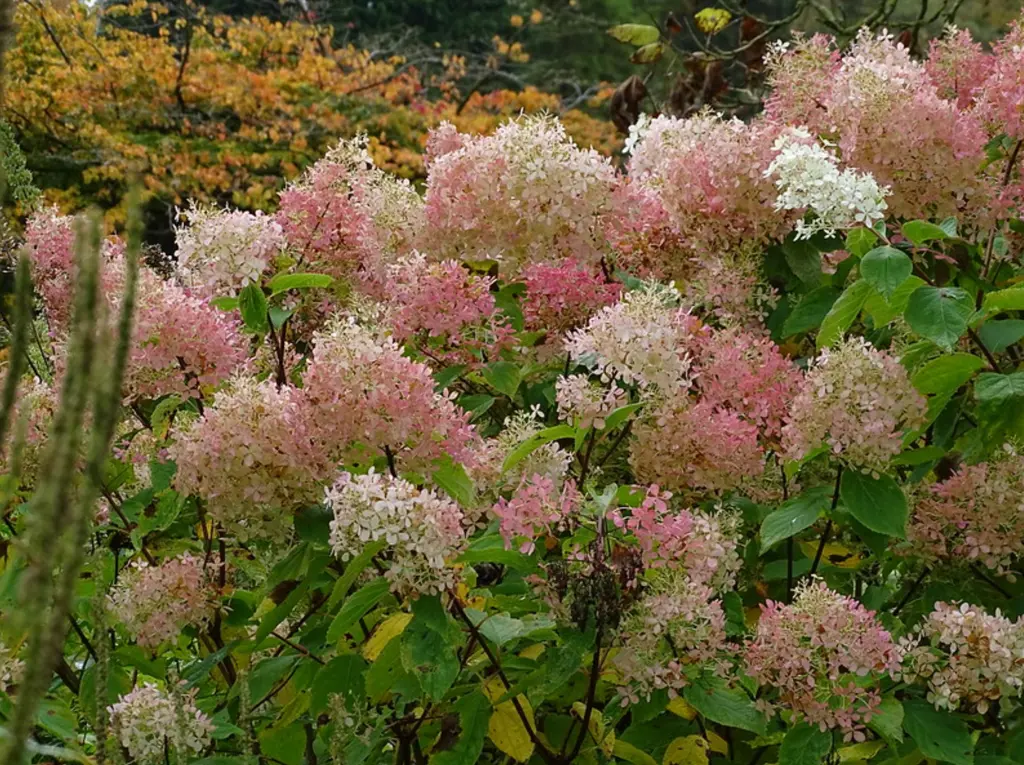 Buy Hydrangea 'Phantom' Online | Free Shipping NZ Wide