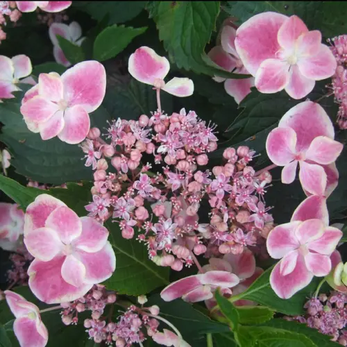 Buy Hydrangea Reiko Plants | Free Shipping Over $150