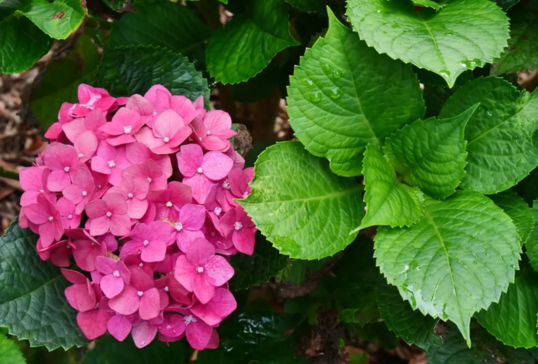 Buy Hydrangea Rose Supreme Plants | Free Shipping Over $150