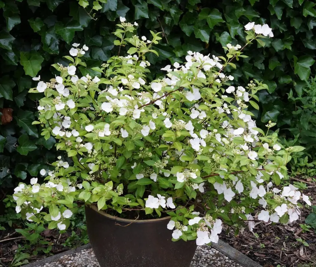 Buy Hydrangea 'Runaway Bride' Plants Online | Free Shipping NZ
