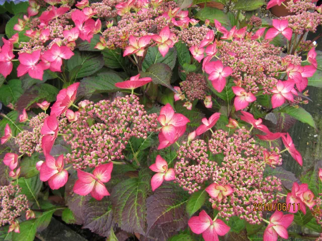 Hydrangea 'Selina' | Soft Pink Mophead Blooms NZ