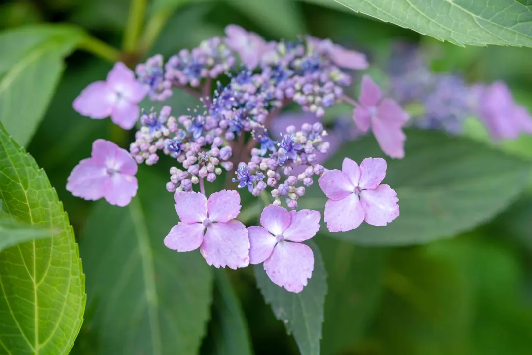 Buy Hydrangea serrata (Mountain Hydrangea) Online NZ
