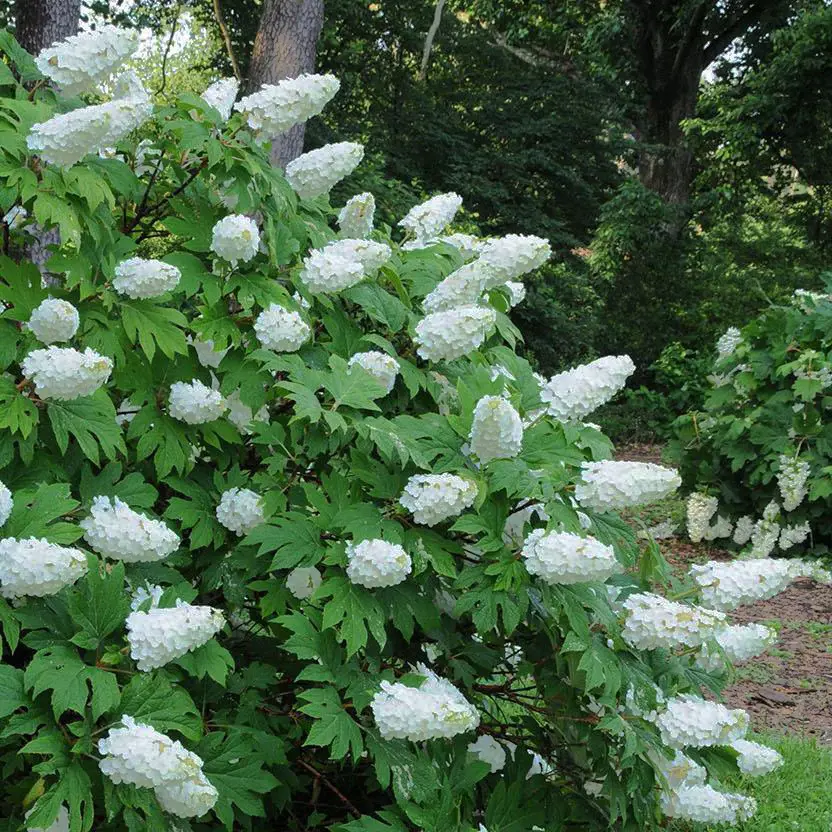Buy Hydrangea Snow Queen Plants | Free Shipping Over $150