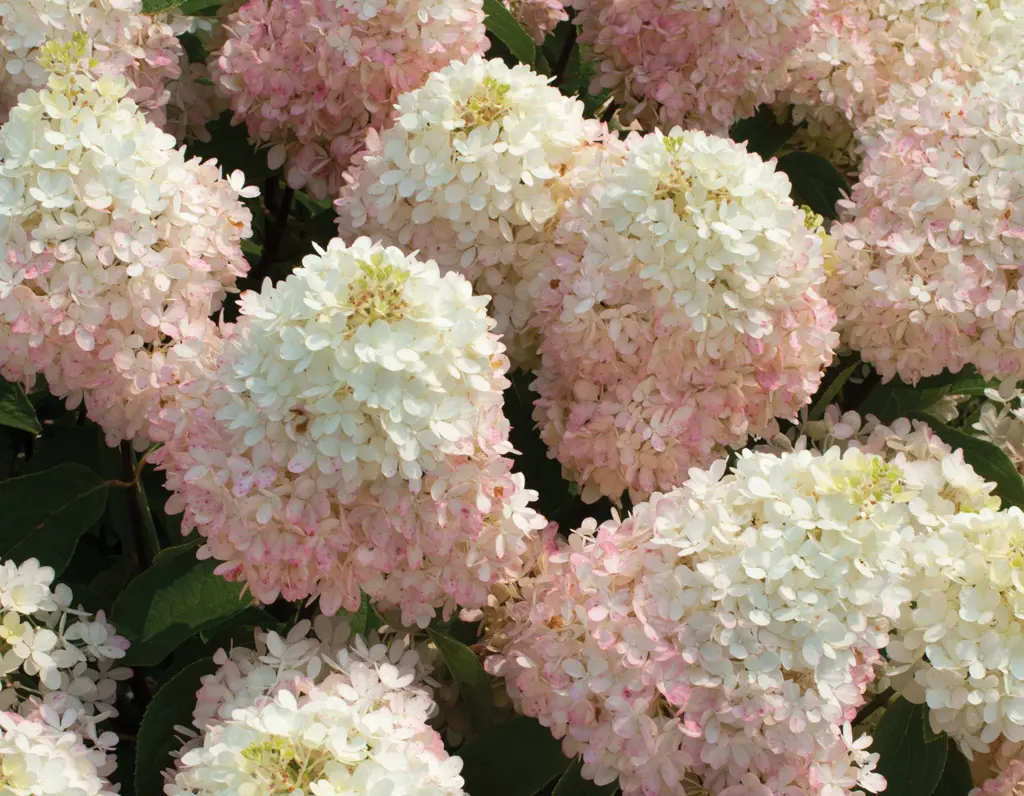 Buy Hydrangea Sweet Starlight Plants | Free Shipping Over $150