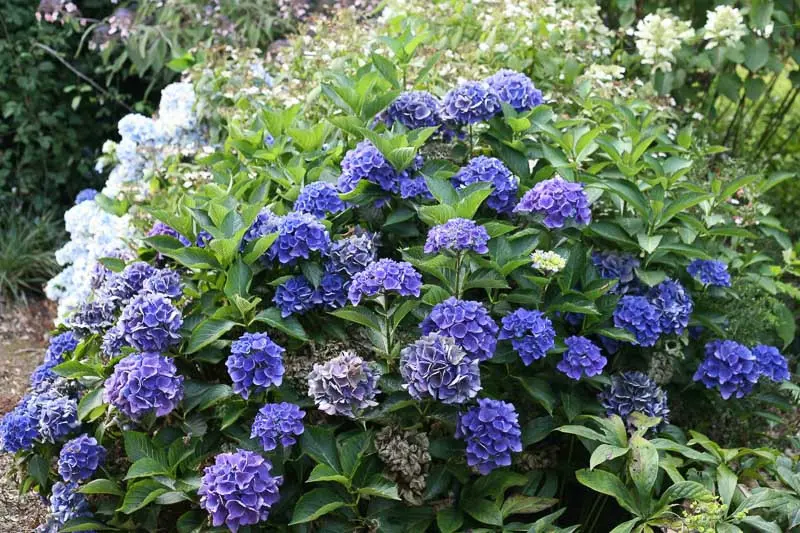 Buy Hydrangea Venice Plants | Free Shipping Over $150