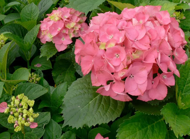 Pink And Green Hydrangea Curious Chemistry Guides Hydrangea Colors