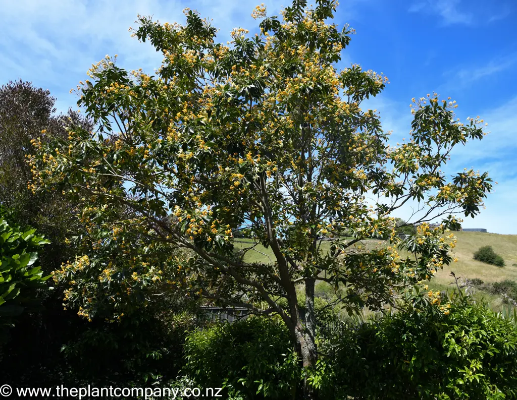 Buy Hymenosporum flavum Plants | Free Shipping Over $150