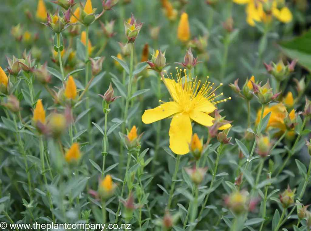Buy Hypericum perforatum Plants | Free Shipping Over $150