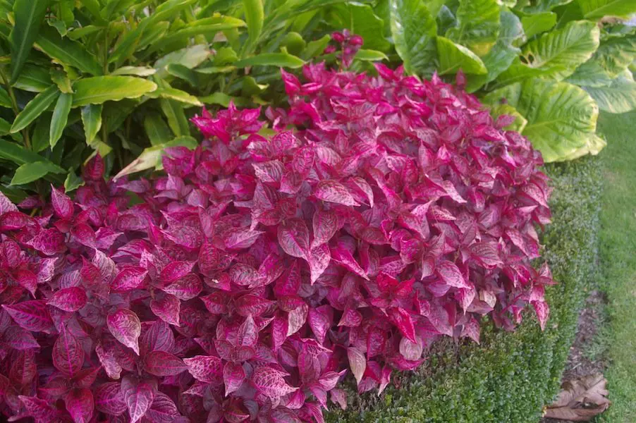 Buy Iresine Neon Pink Plants | Free Shipping Over $150