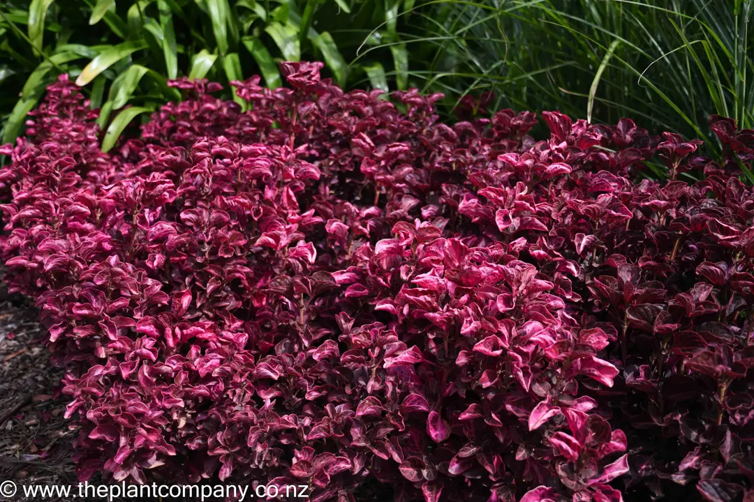 Buy Iresine Ruby Glow Plants | Free Shipping Over $150
