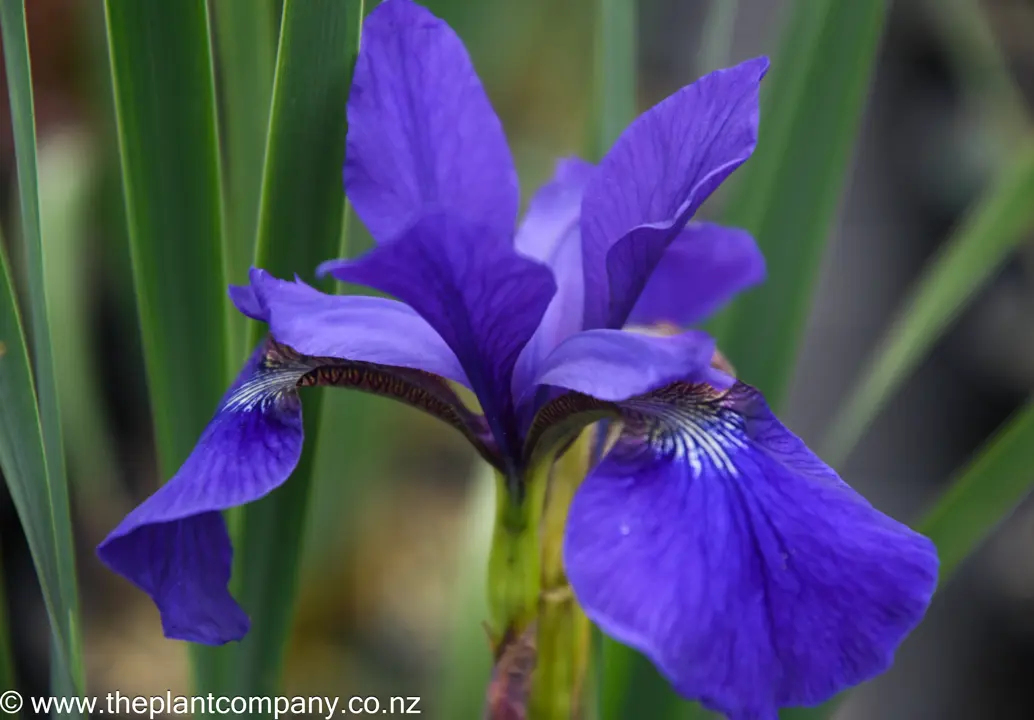 Buy Iris Ceasers Brother Plants | Free Shipping Over $150