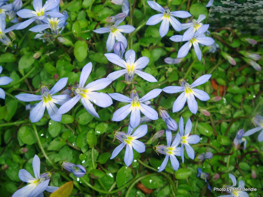 Buy Isotoma fluviatilis Plants | Free Shipping Over $150