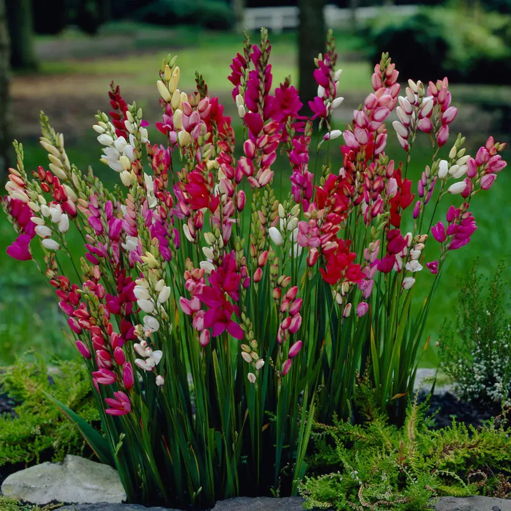 Buy Ixia Mixed Plants | Free Shipping Over $150