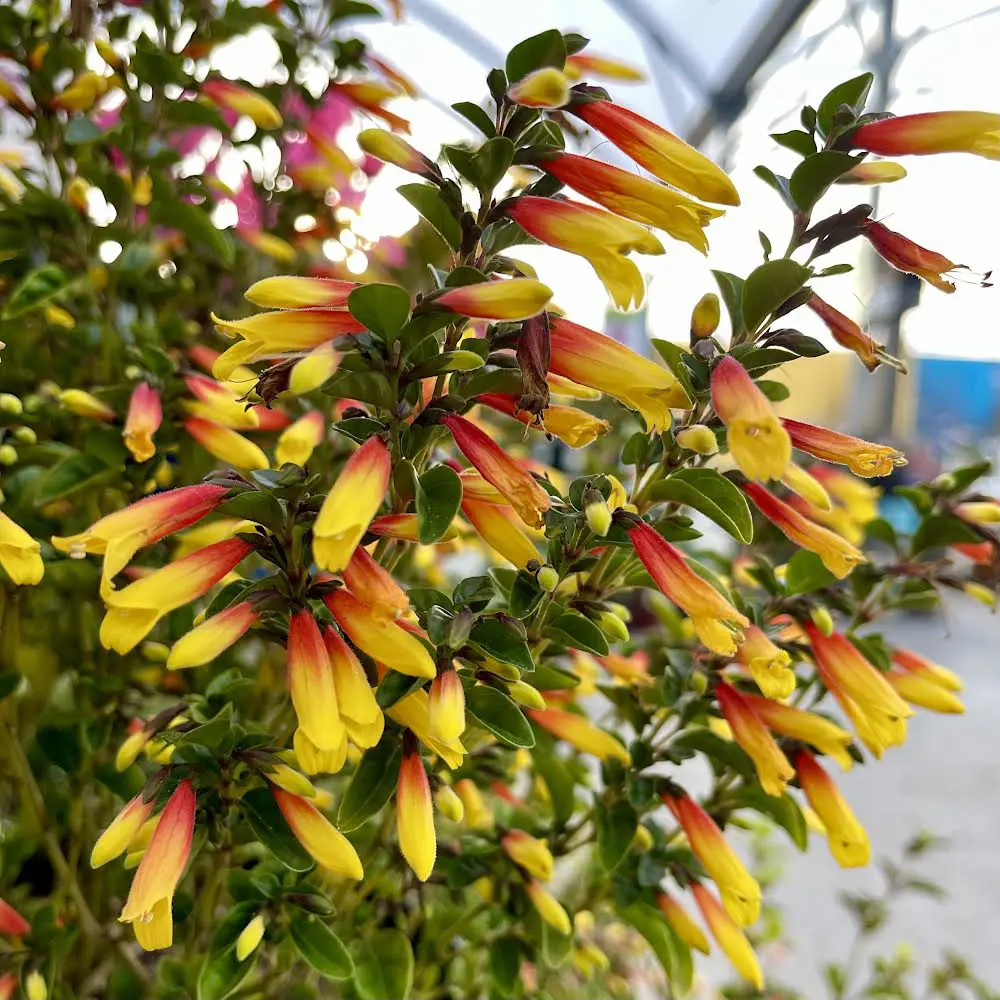 Buy Jacobinia Firefly Plants | Free Shipping Over $150