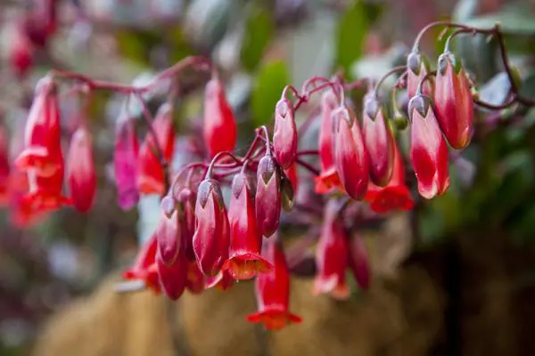 Buy Kalanchoe uniflora 'Freedom Bells' Plants Online NZ