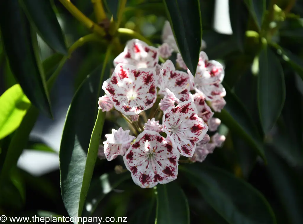 Buy Kalmia Carousel Plants | Free Shipping Over $150
