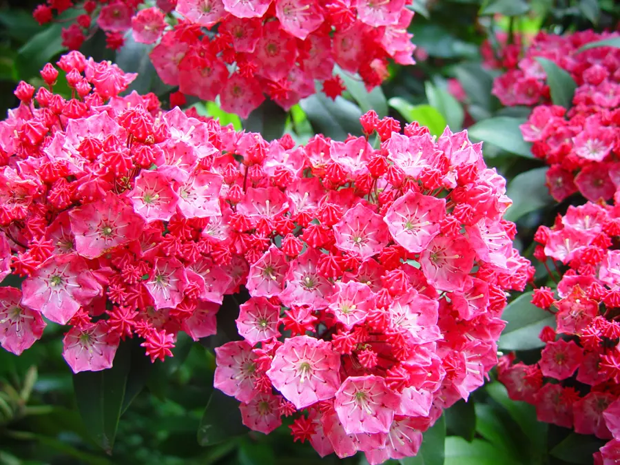 Buy Kalmia latifolia Pink Charm Plants | Free Shipping Over $150