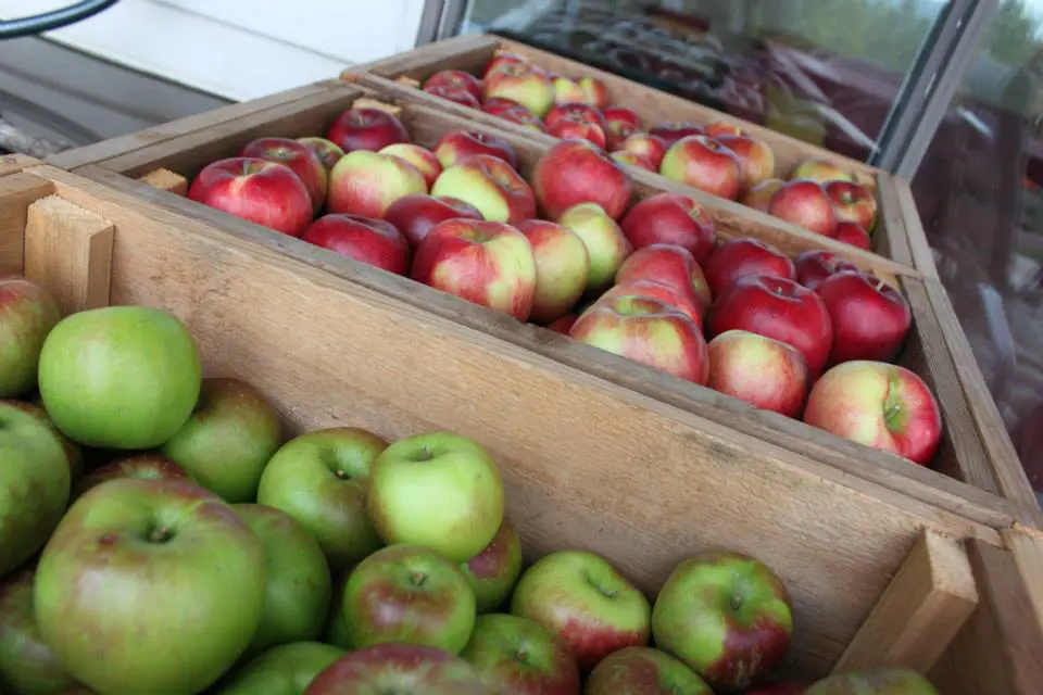 Buy Apple Kentish Fillbasket Plants | Free Shipping Over $150