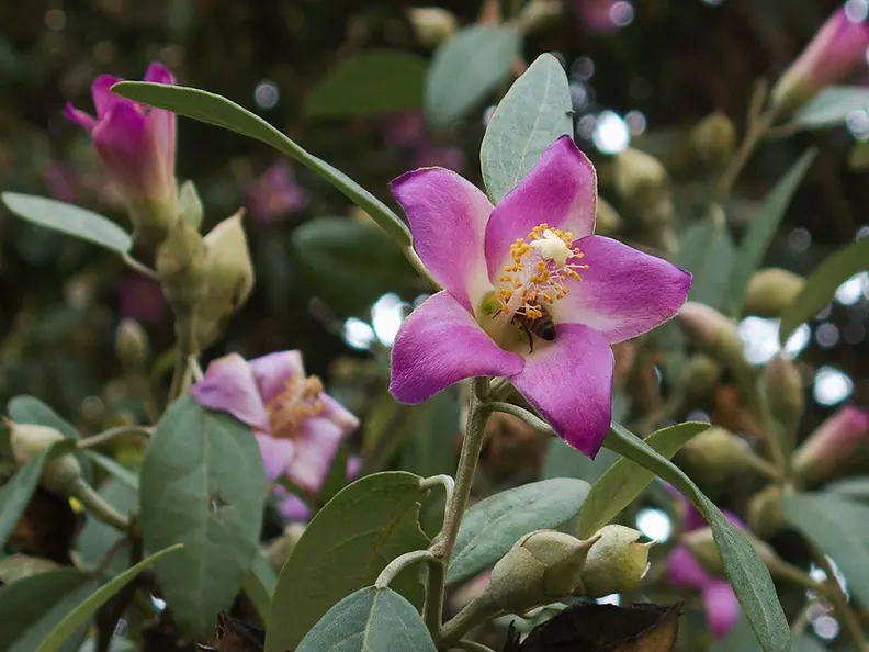 Buy Lagunaria patersonia Plants | Free Shipping Over $150