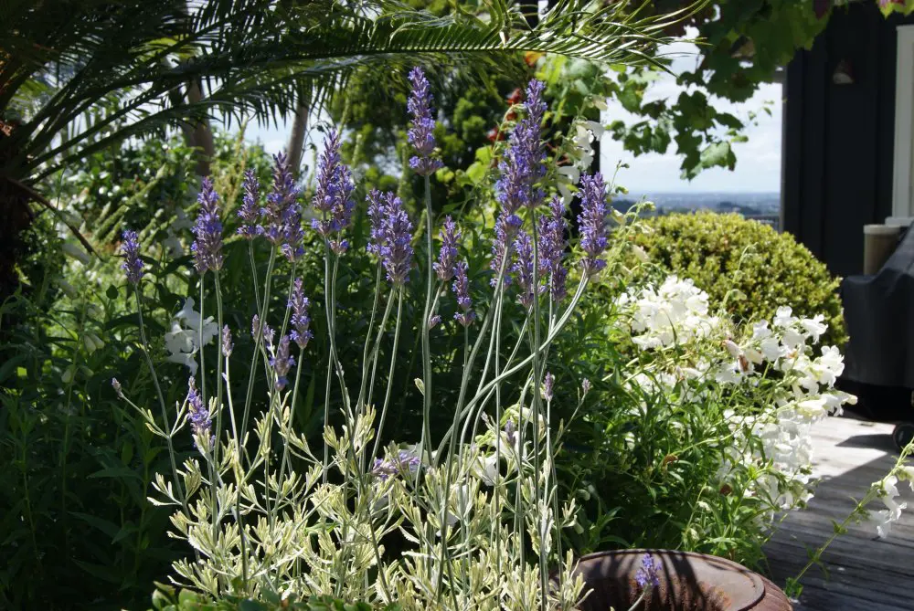 Buy Lavandula Meerlo Plants | Free Shipping Over $150