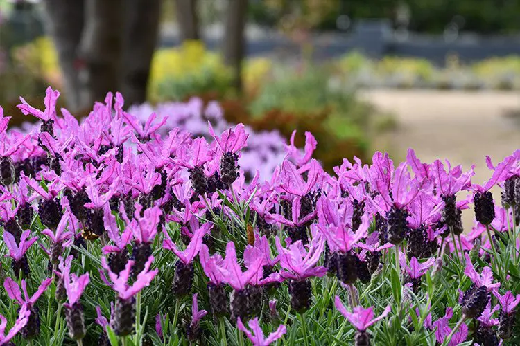 Buy Lavandula Razzleberry Ruffles Plants | Free Shipping Over $150