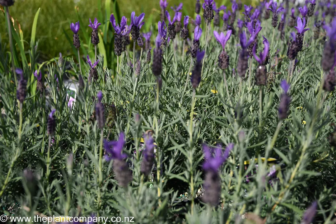 Buy Lavandula 'Avonview' Plants | Free Shipping Over $150