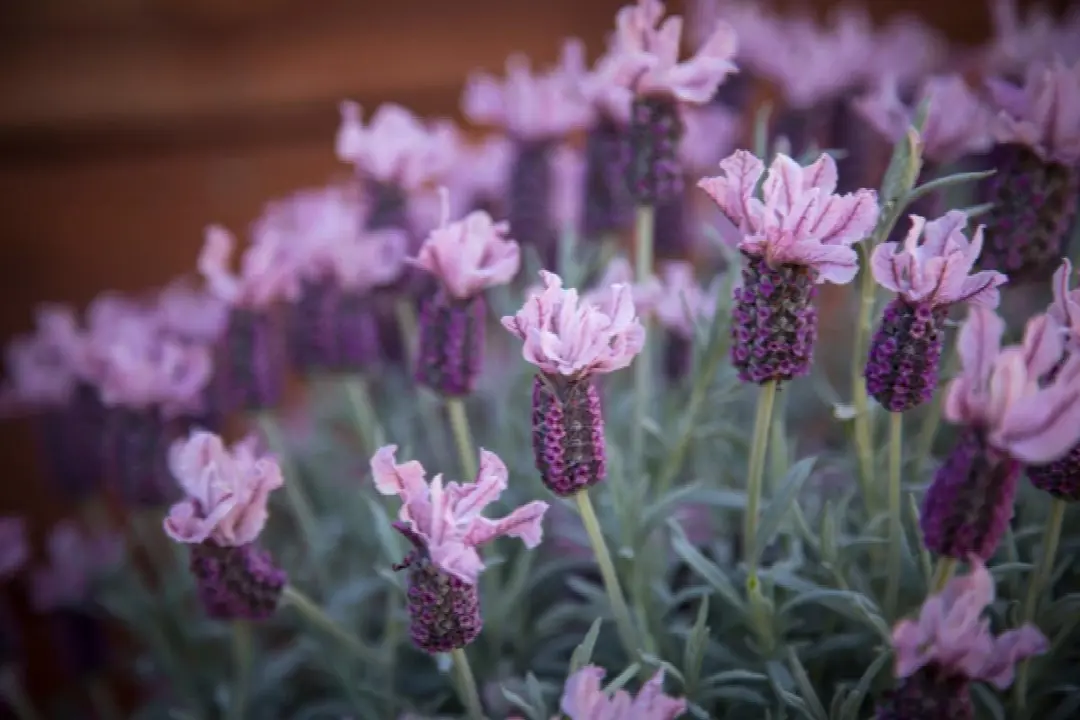 Buy Lavandula Ghostly Princess Plants | Free Shipping Over $150