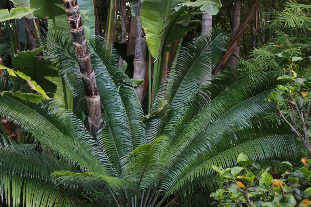 Buy Lepidozamia peroffskyana Plants | Free Shipping Over $150