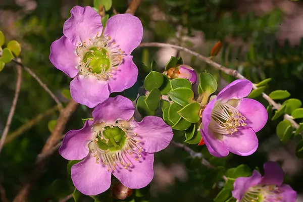 Buy Leptospermum Jervois Bay | The Plant Company