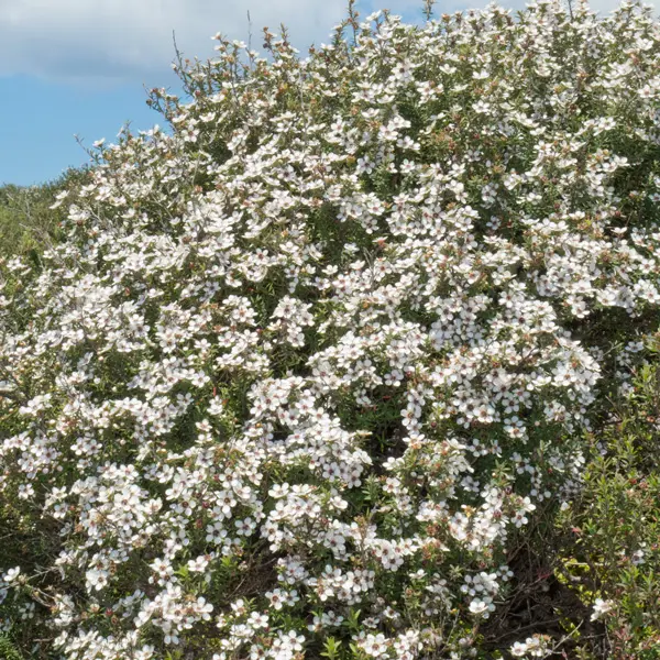 Buy Leptospermum Little Bun Plants | Free Shipping Over $150