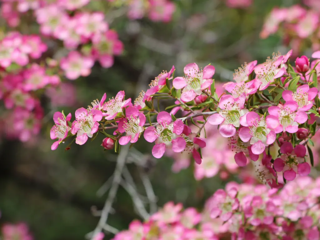 Buy Leptospermum Tickled Pink Plants | Free Shipping Over $150