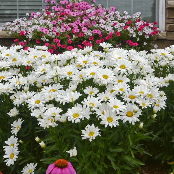 Buy Leucanthemum Daisy May Plants | Free Shipping Over $150