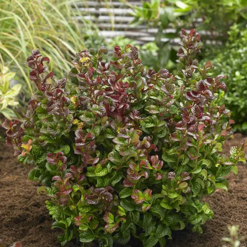 Buy Leucothoe axillaris Curly Red Plants | Free Shipping Over $150