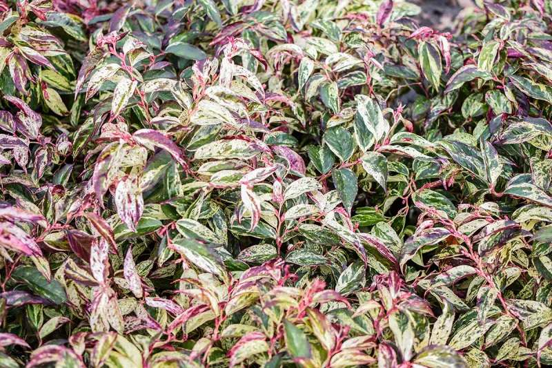 Buy Leucothoe fontanesiana Rainbow Plants | Free Shipping Over $150