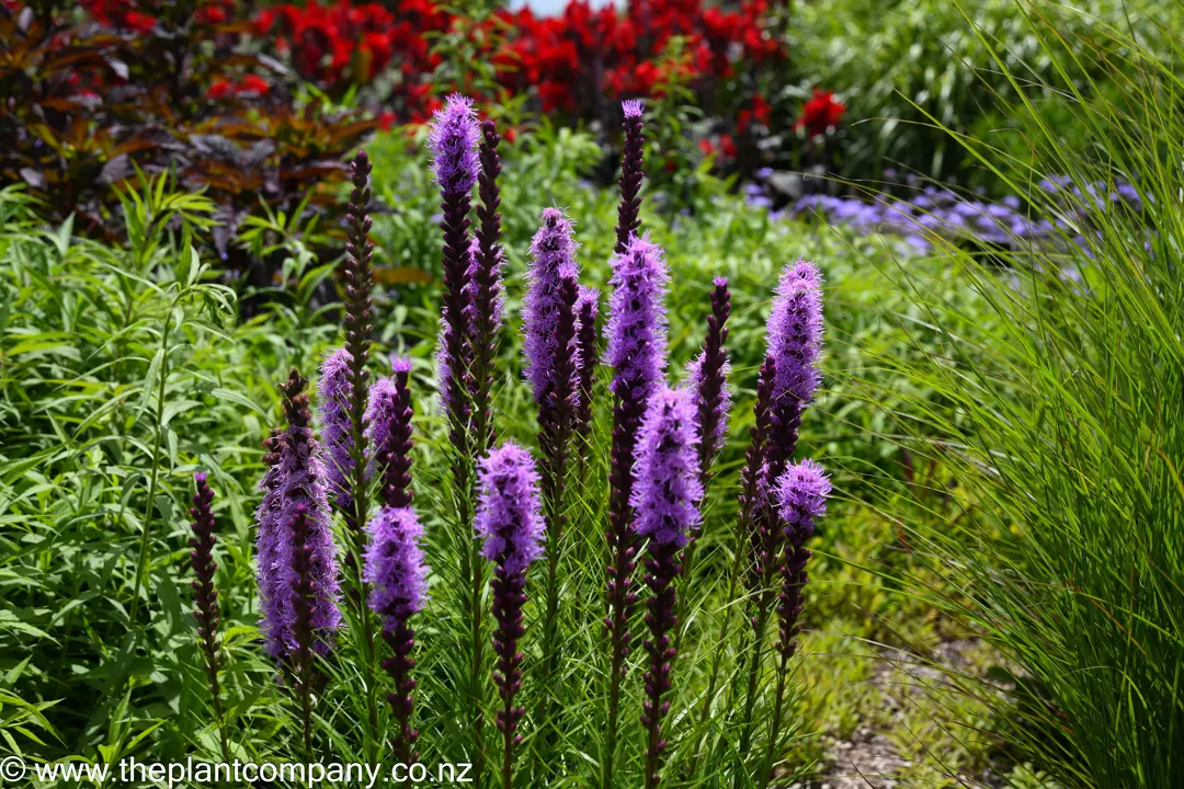 Buy Liatris spicata Floristan Violet Plants